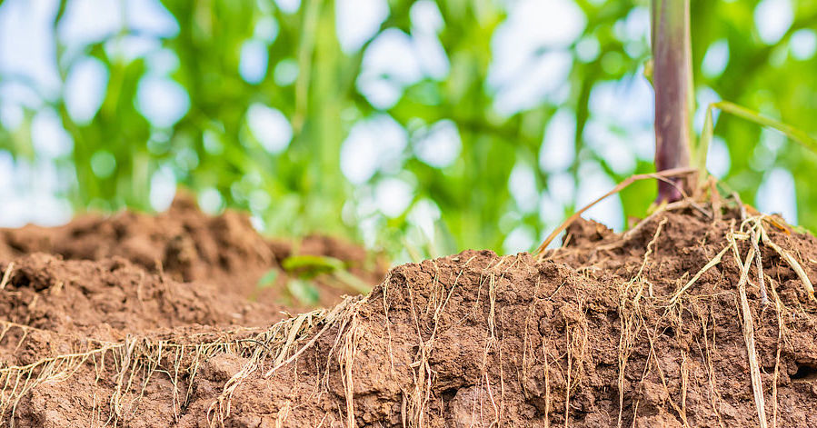 Un logiciel d'animation pour expliquer un processus complexe - ChloroFil.fr